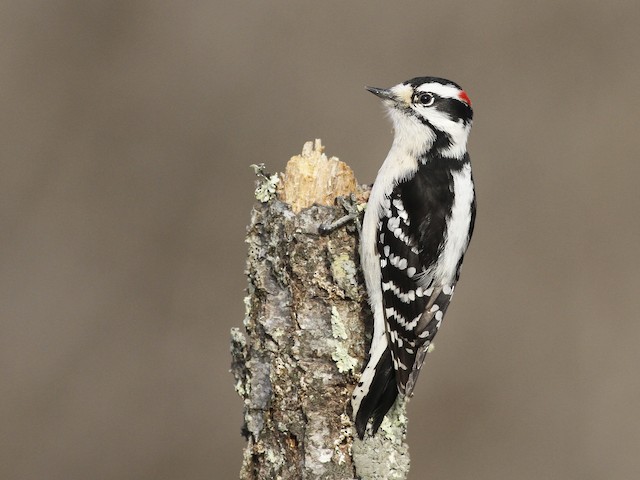 Female And Male Downy Woodpecker