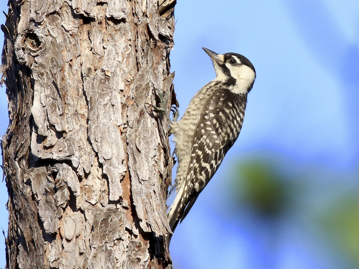 Red-cockaded Woodpecker - Dryobates borealis - Birds of the World