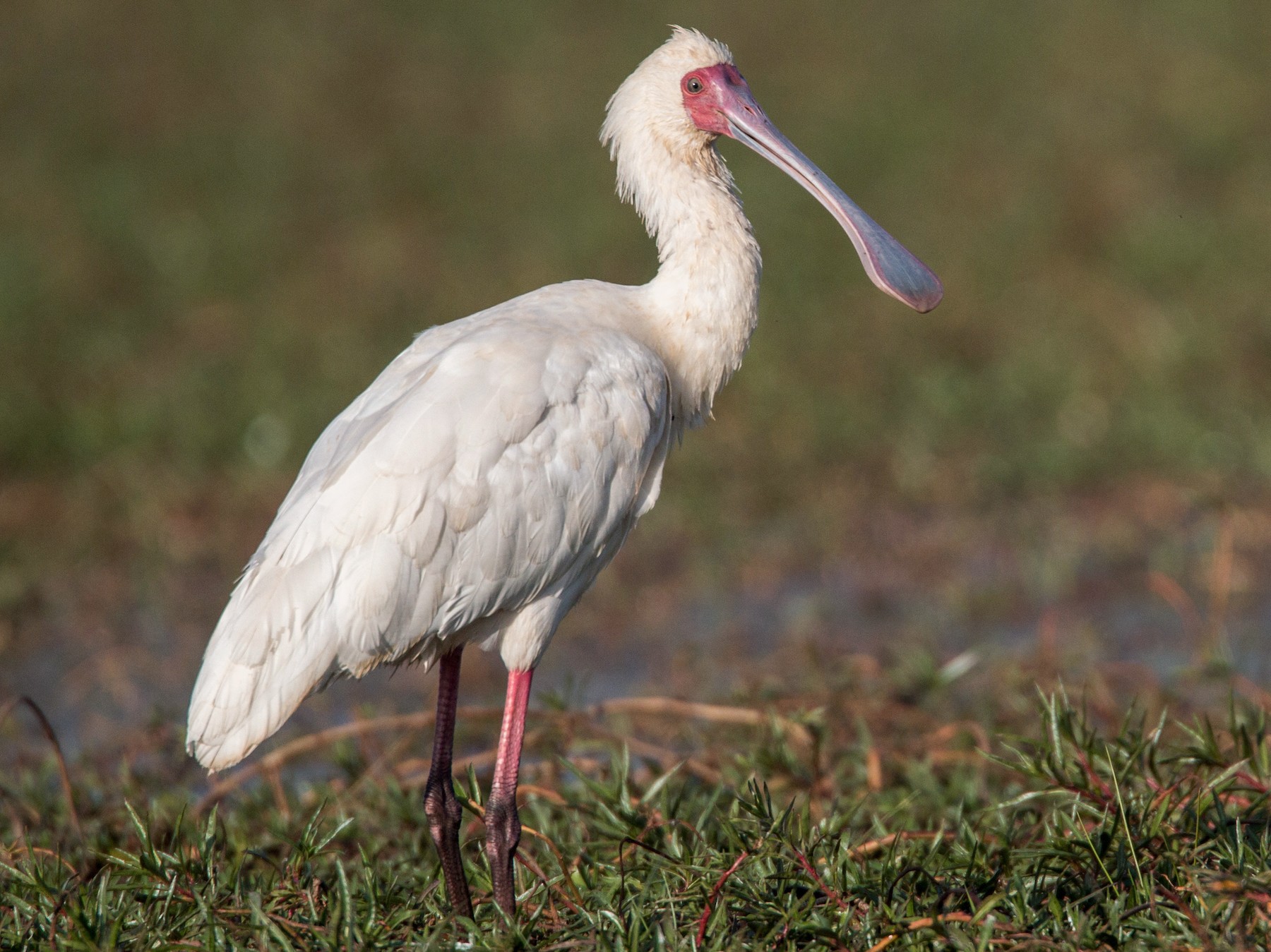 African Spoonbill - eBird