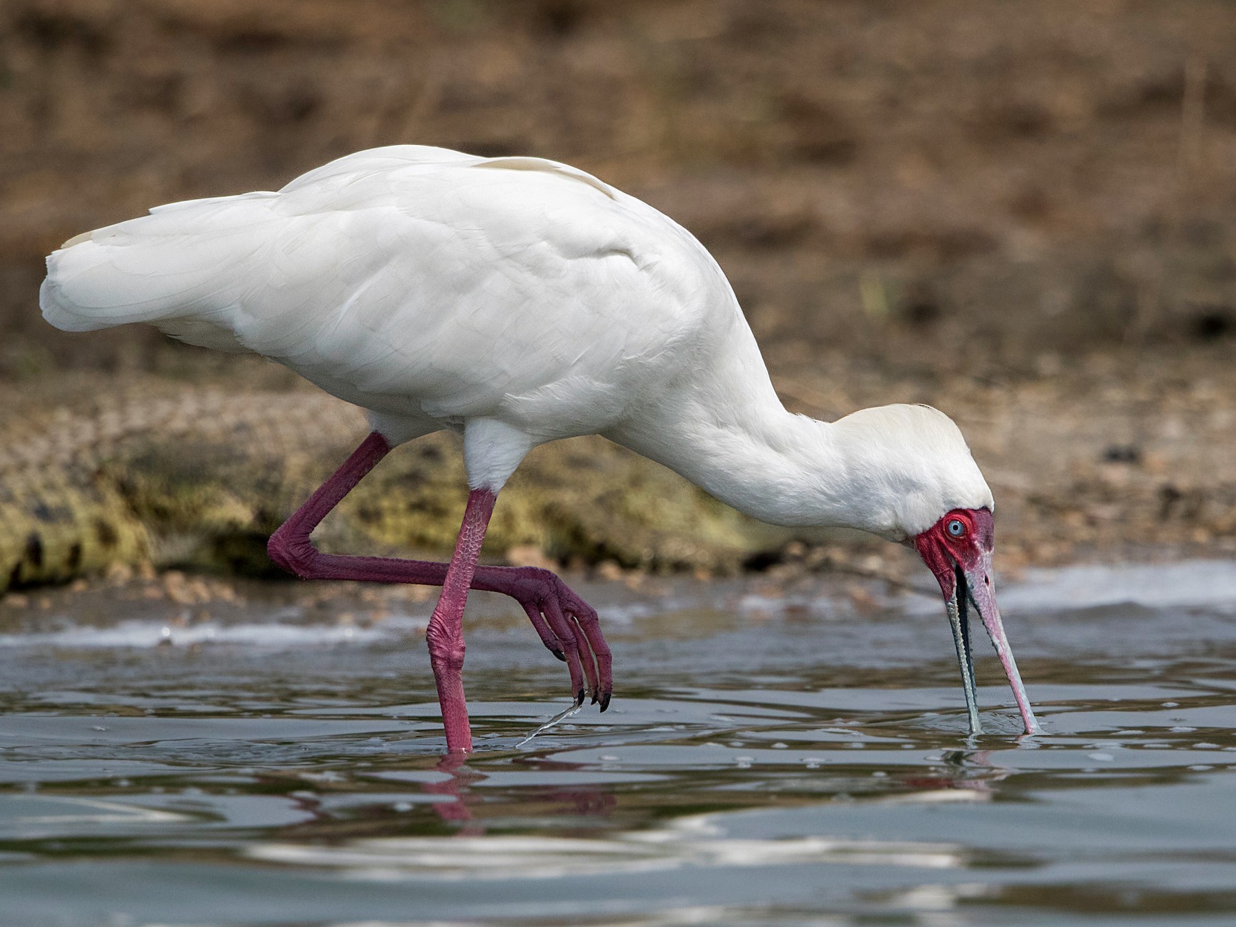 African Spoonbill - eBird