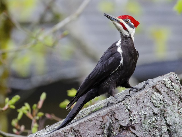 Red Headed Pileated Woodpecker