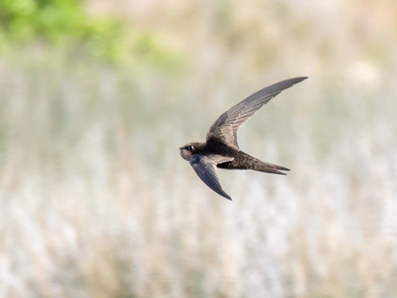 African Swift - eBird