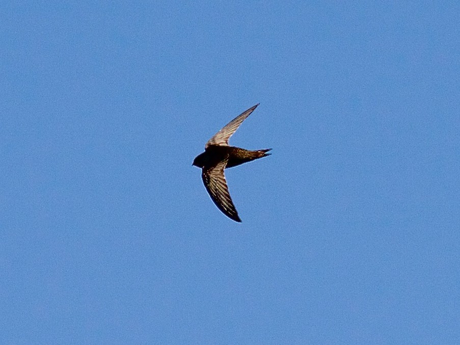 African Swift - eBird