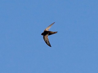 African Swift - eBird
