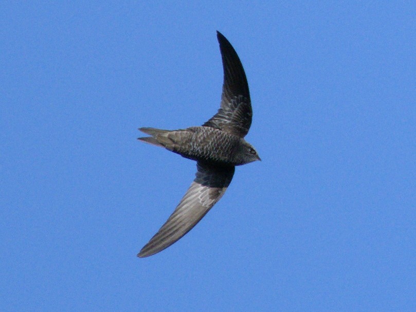 African Swift - eBird