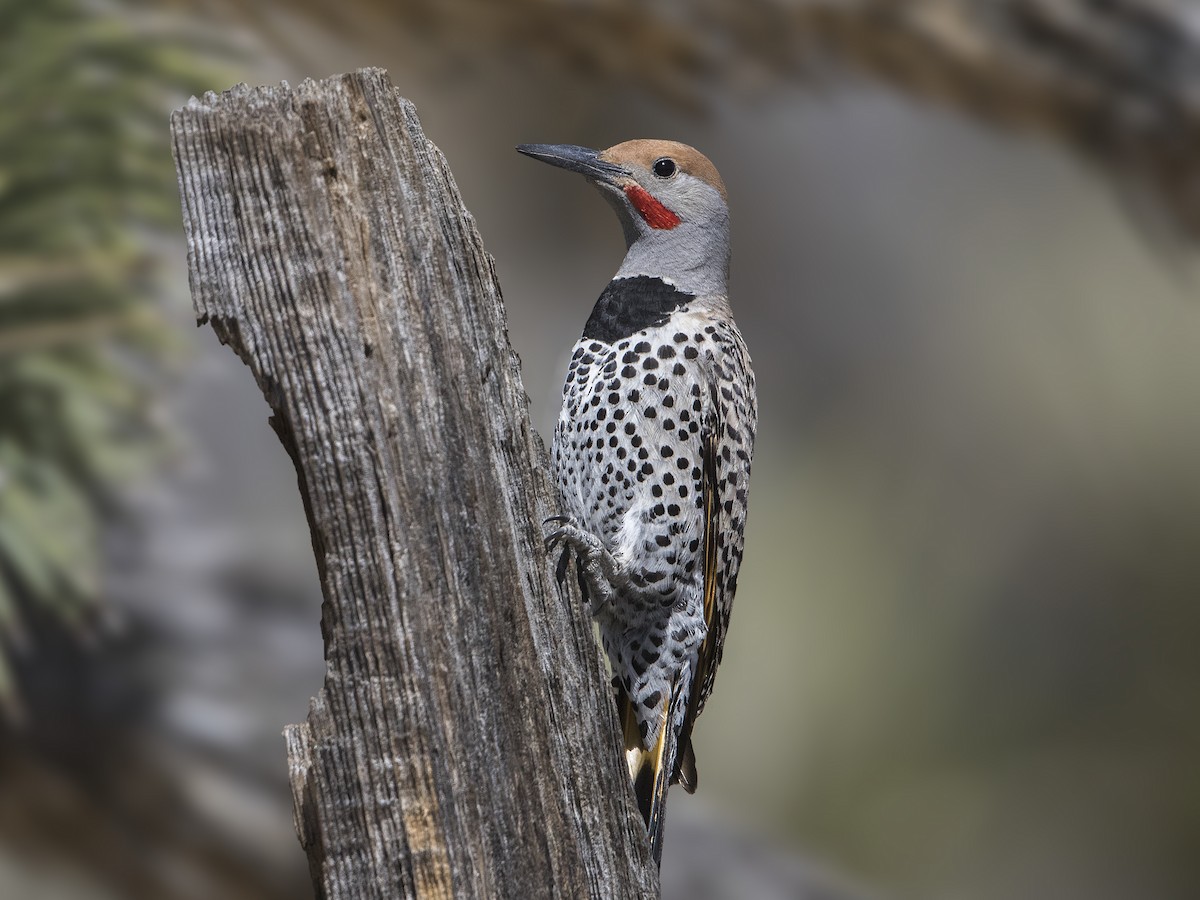 Gilded Flicker - Colaptes chrysoides - Birds of the World