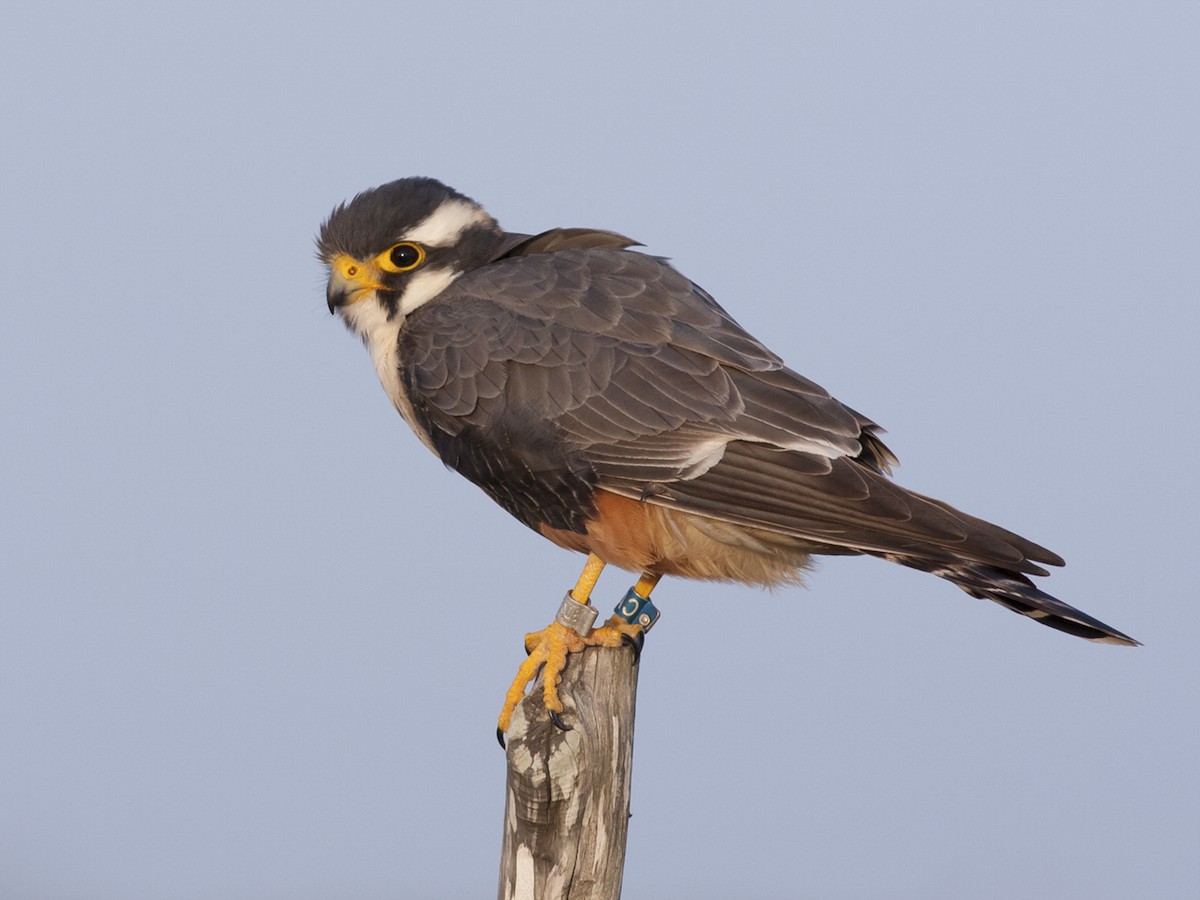 Aplomado Falcon - Falco femoralis - Birds of the World