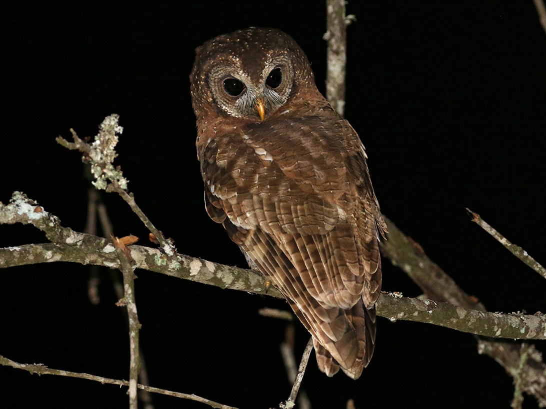 African Wood-Owl - eBird