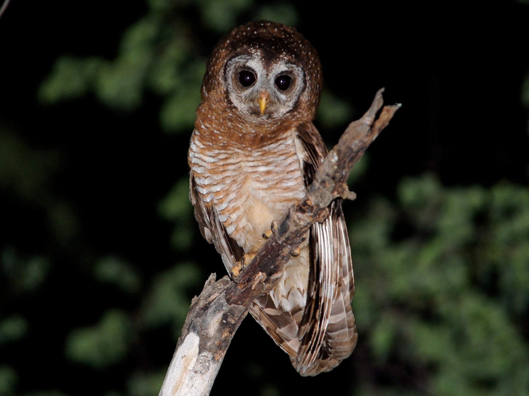 African Wood-Owl - eBird