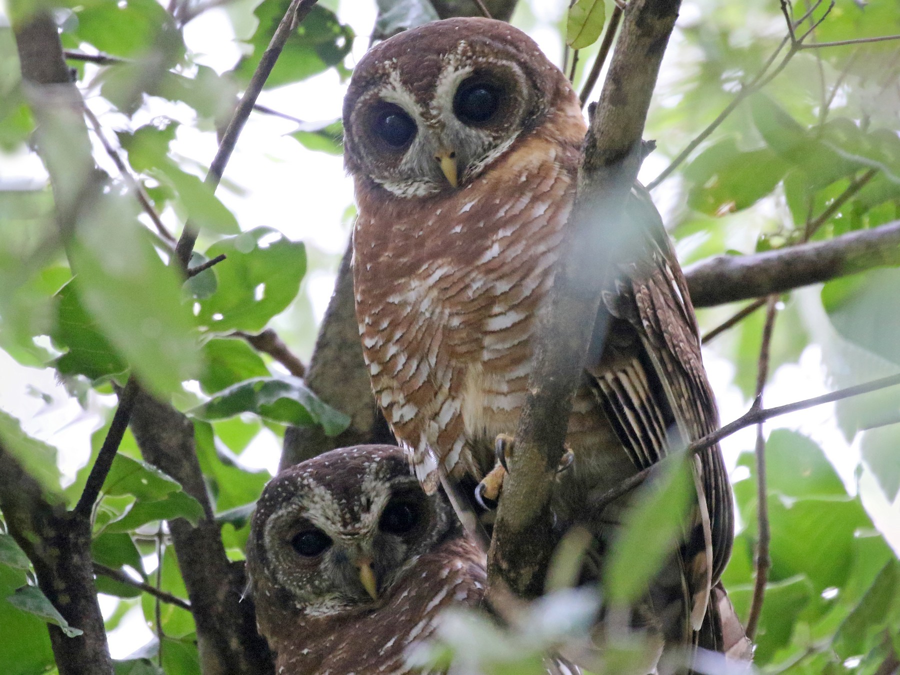 African Wood-Owl - eBird