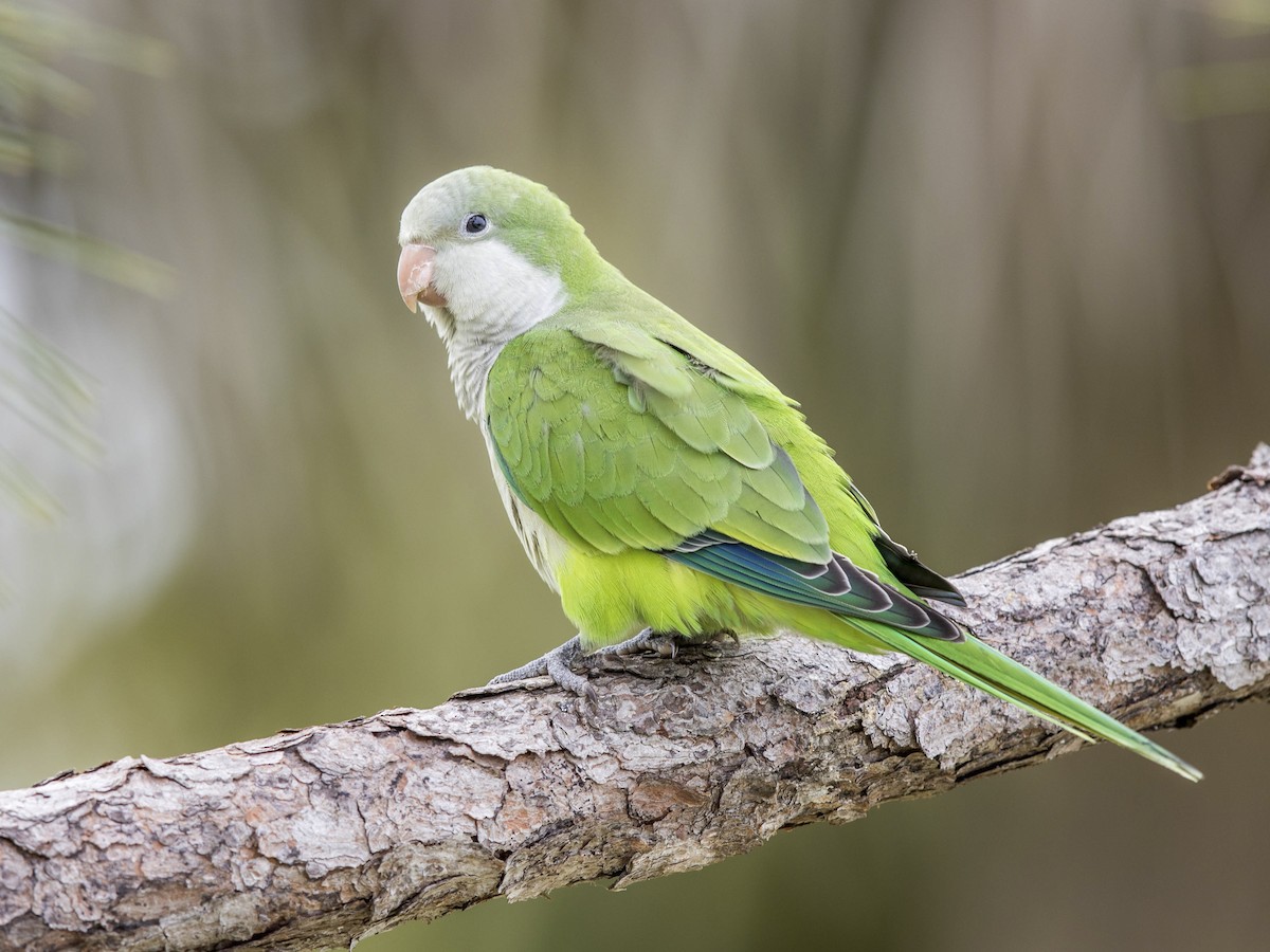 Monk Parakeet - Myiopsitta monachus - Birds of the World