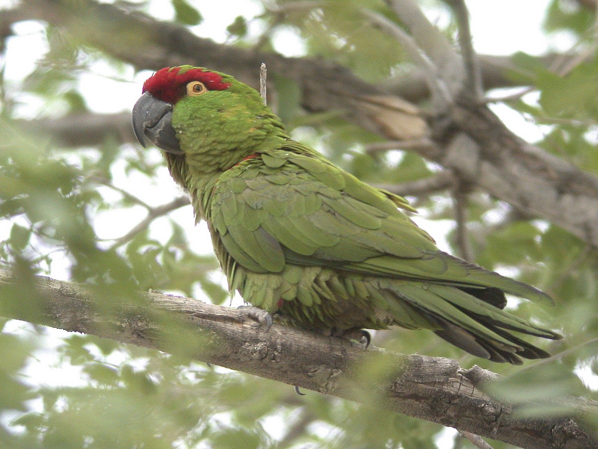 Thick-billed Parrot - Rhynchopsitta pachyrhyncha - Birds of the World