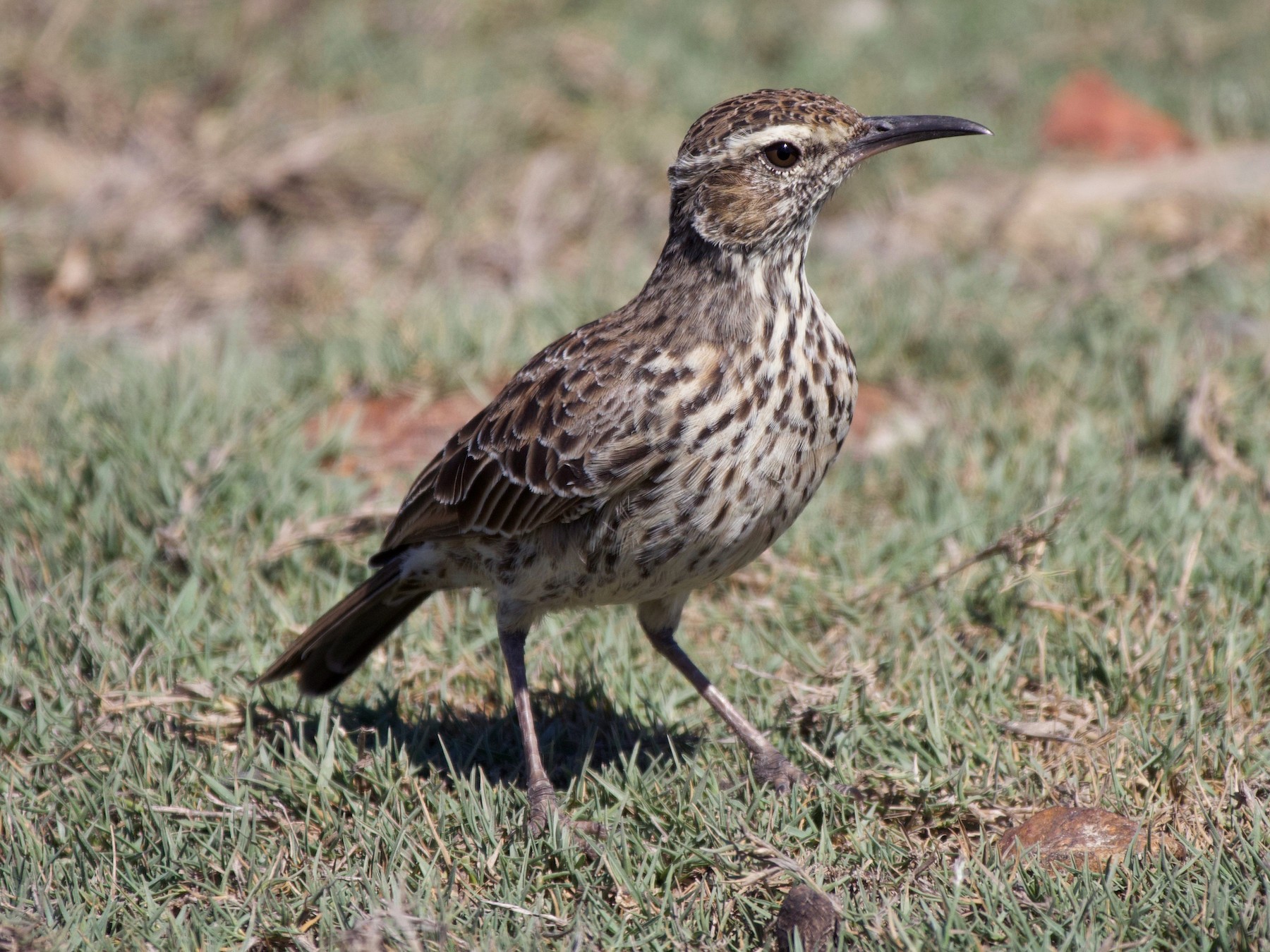 Agulhas Long-billed Lark - eBird