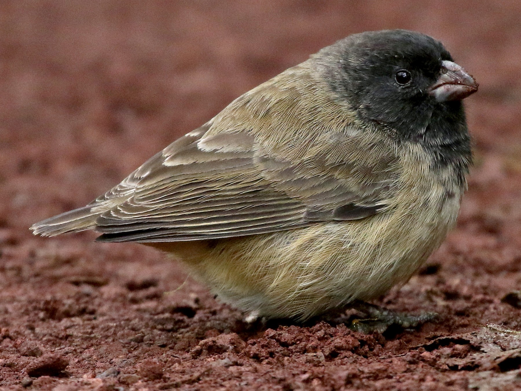 Small Tree-Finch - eBird