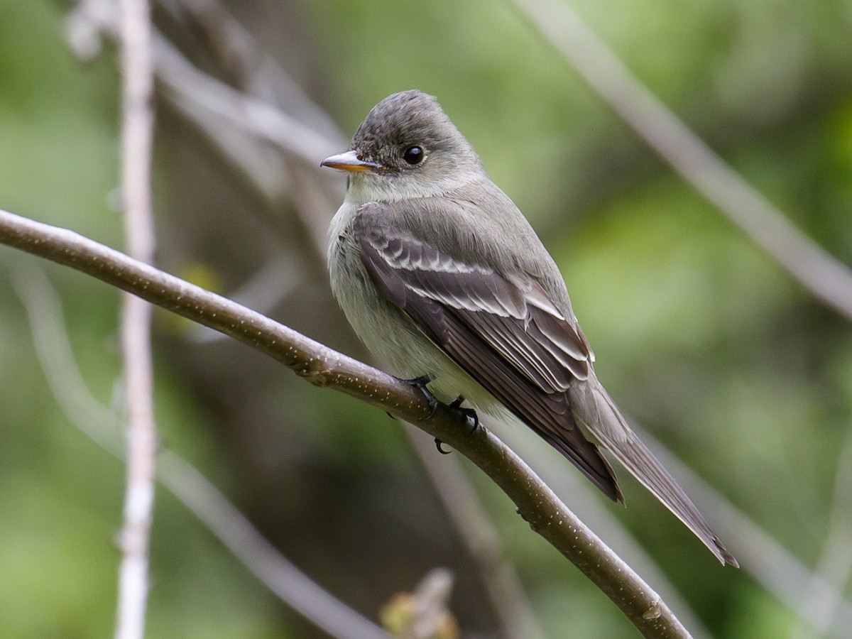 Eastern Wood-Pewee - Contopus virens - Birds of the World