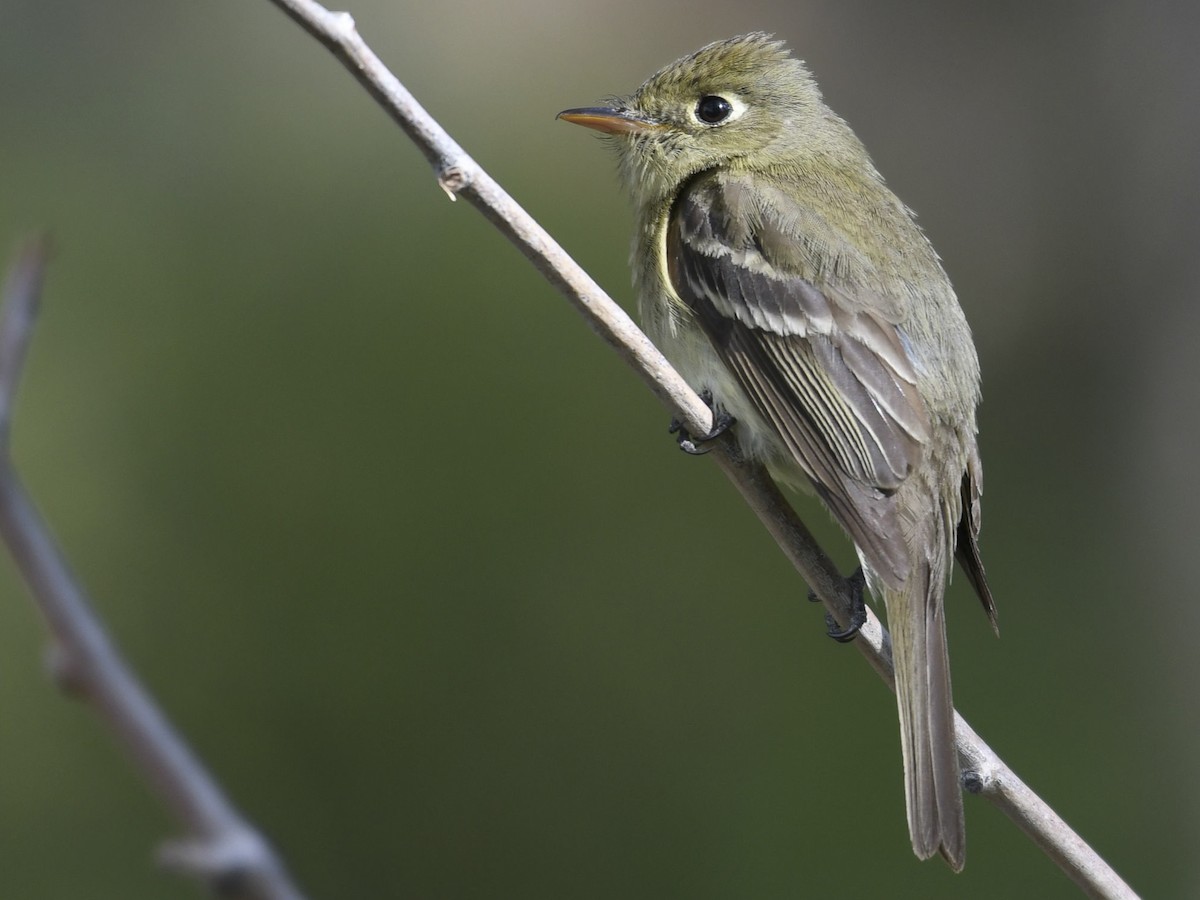 Cordilleran Flycatcher Flying