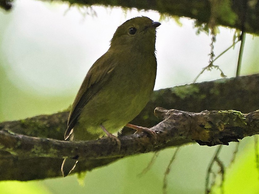 Yungas Manakin - eBird