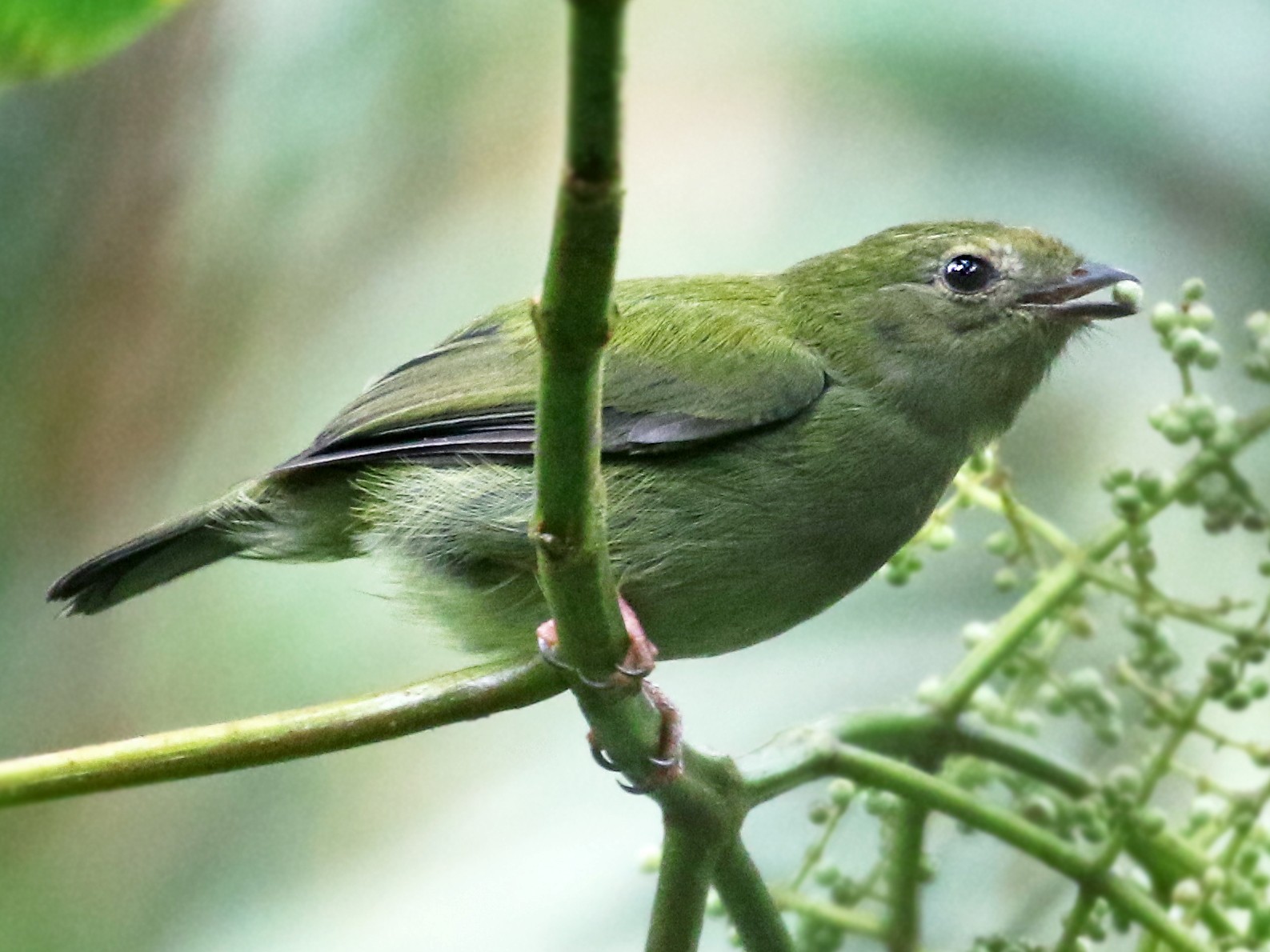 Yungas Manakin - eBird