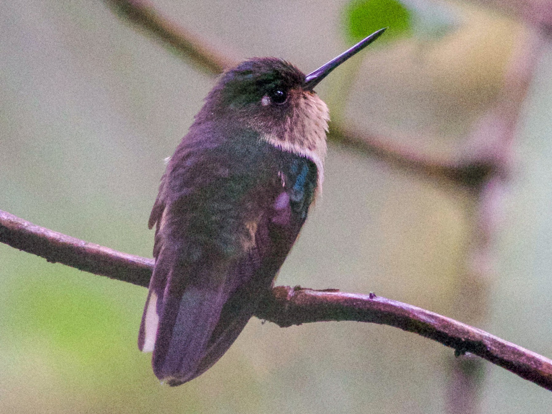 Peruvian Piedtail - eBird