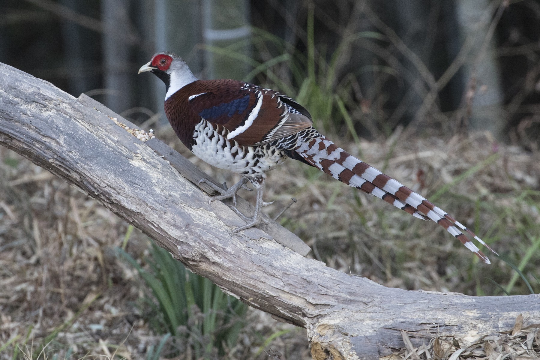 Elliot's Pheasant - eBird