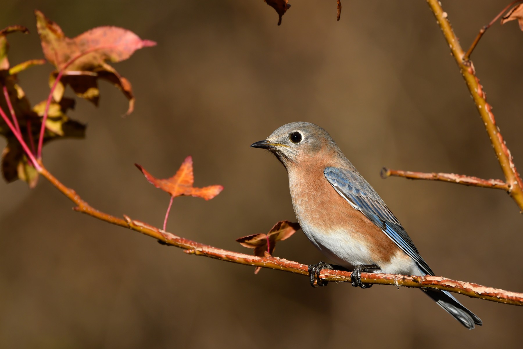 Eastern Bluebird (Eastern) - eBird