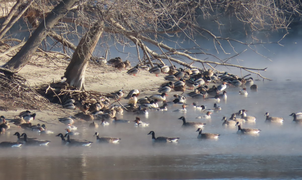 eBird Checklist - 6 Dec 2019 - Pigs Eye Lake outflow (Ramsey Co.) - 7 ...