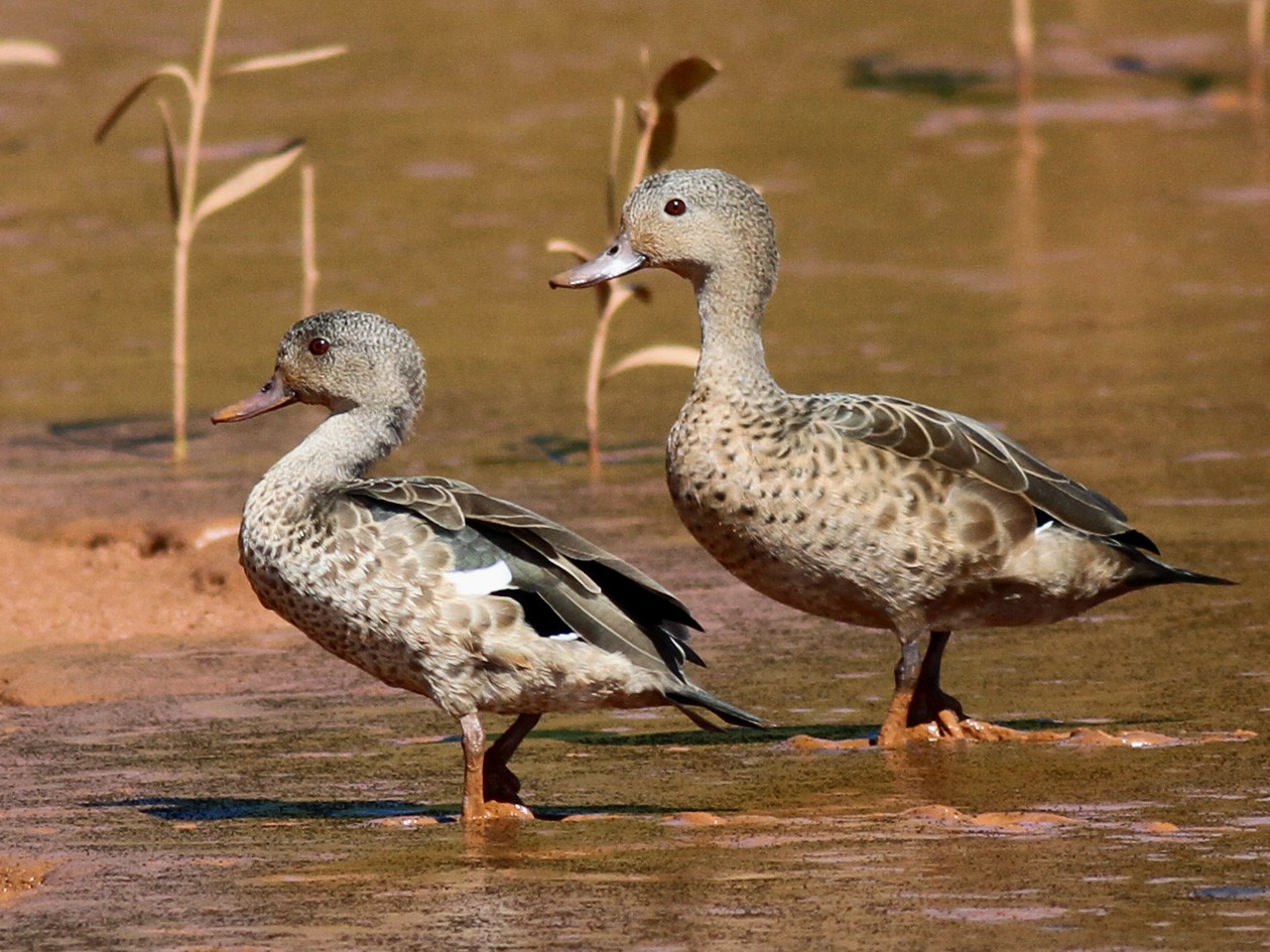 Bernier's teal - eBird