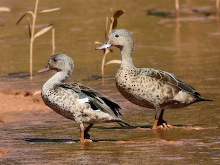 Bernier's Teal - eBird