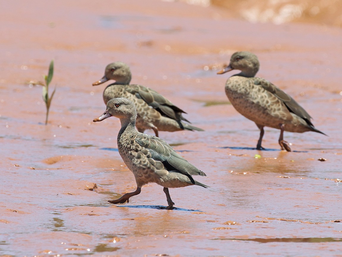 Bernier's Teal - eBird