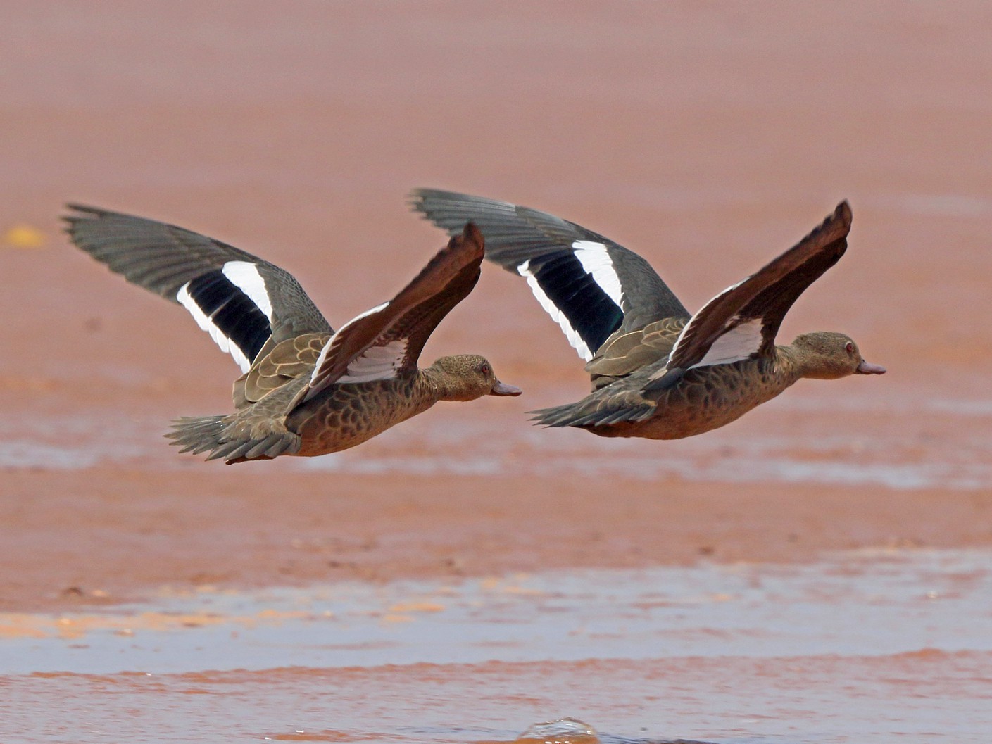 Bernier's Teal - eBird