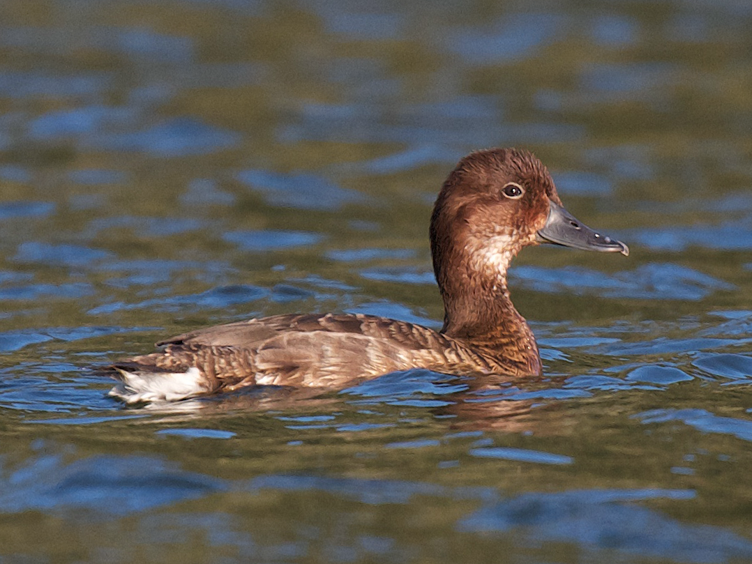 Madagascar Pochard - eBird