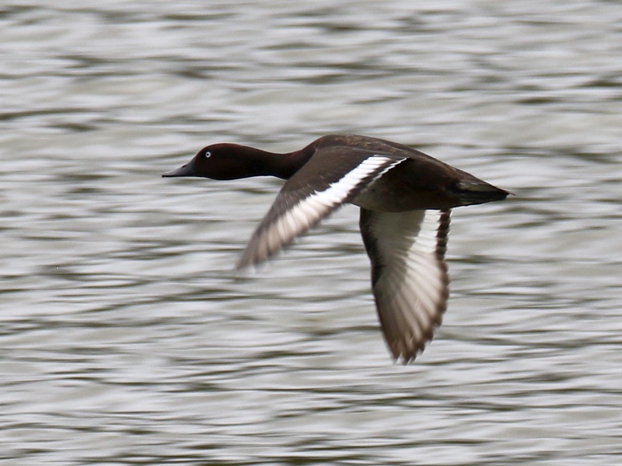 Madagascar Pochard - eBird