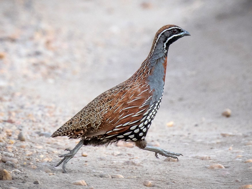 Madagascar Partridge - eBird