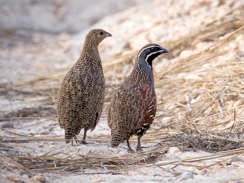 Madagascar Partridge - eBird