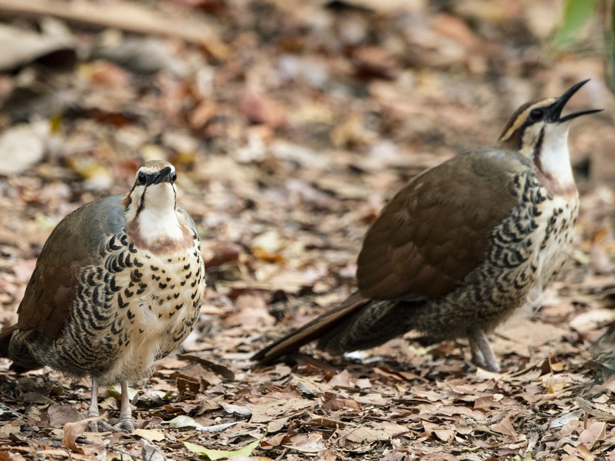 White-breasted Mesite - eBird