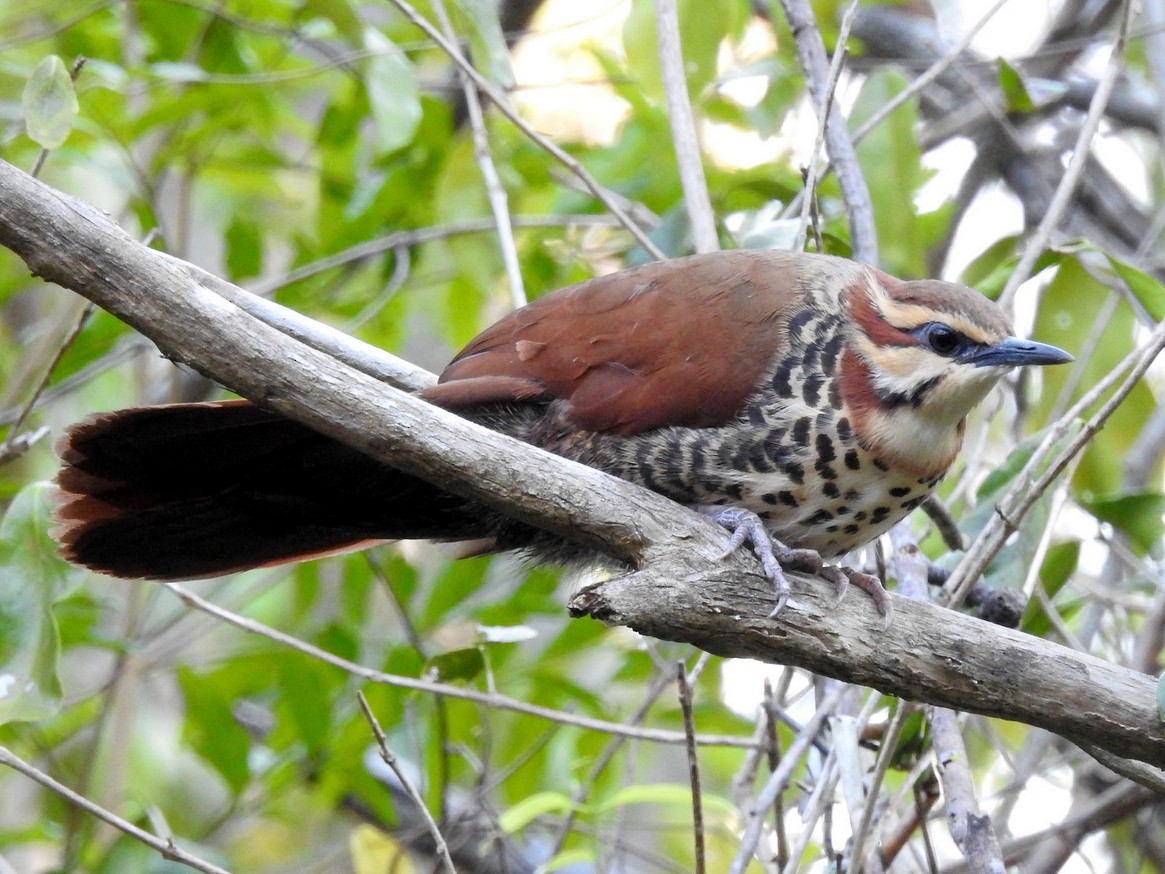 White-breasted Mesite - eBird