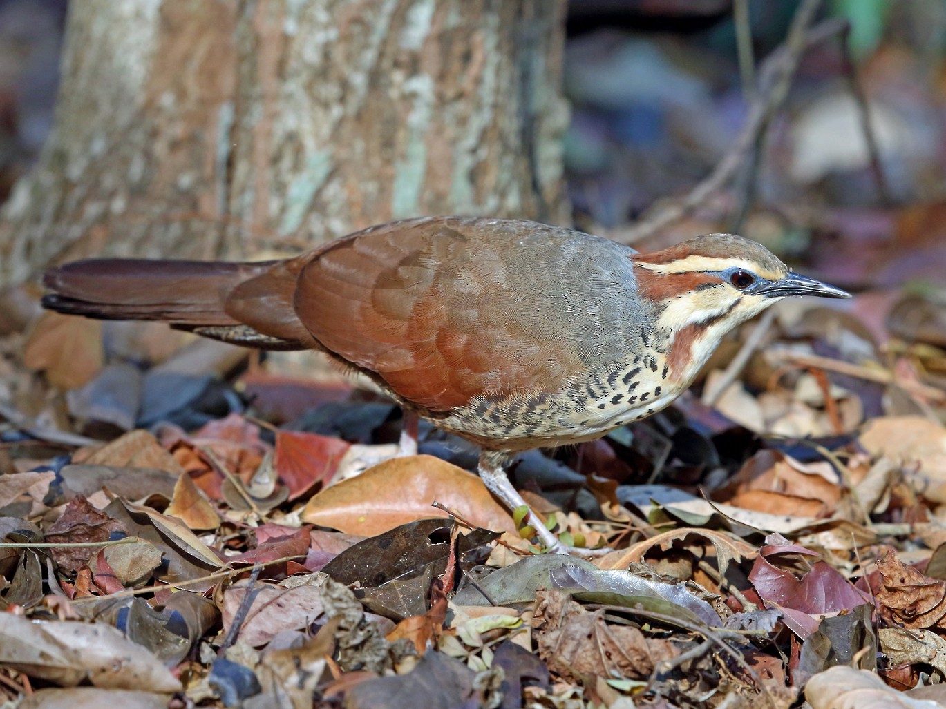 White-breasted Mesite - eBird
