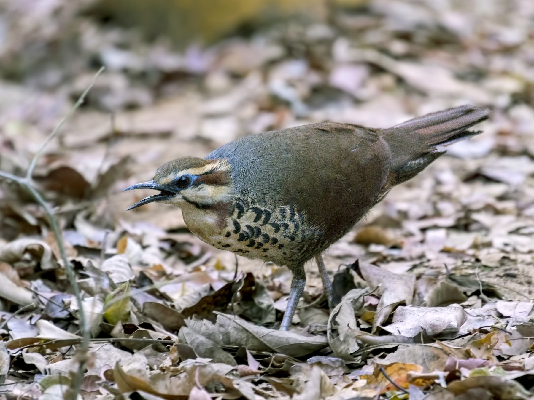 White-breasted Mesite - eBird