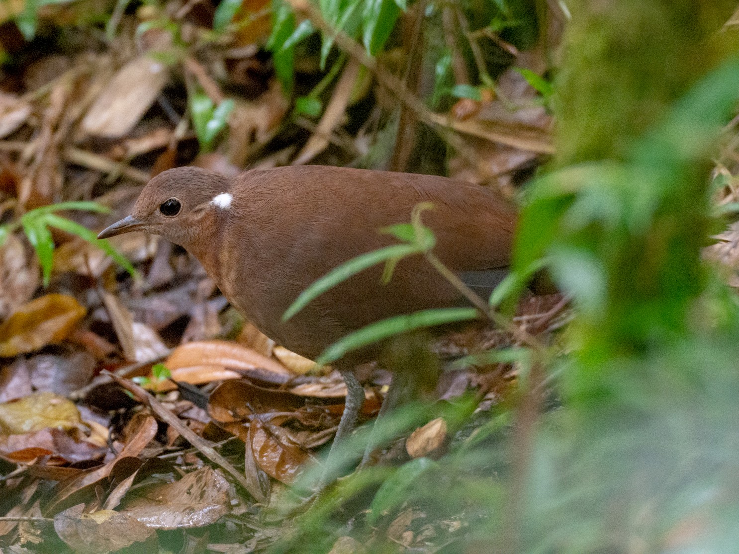 Mésite unicolore - eBird
