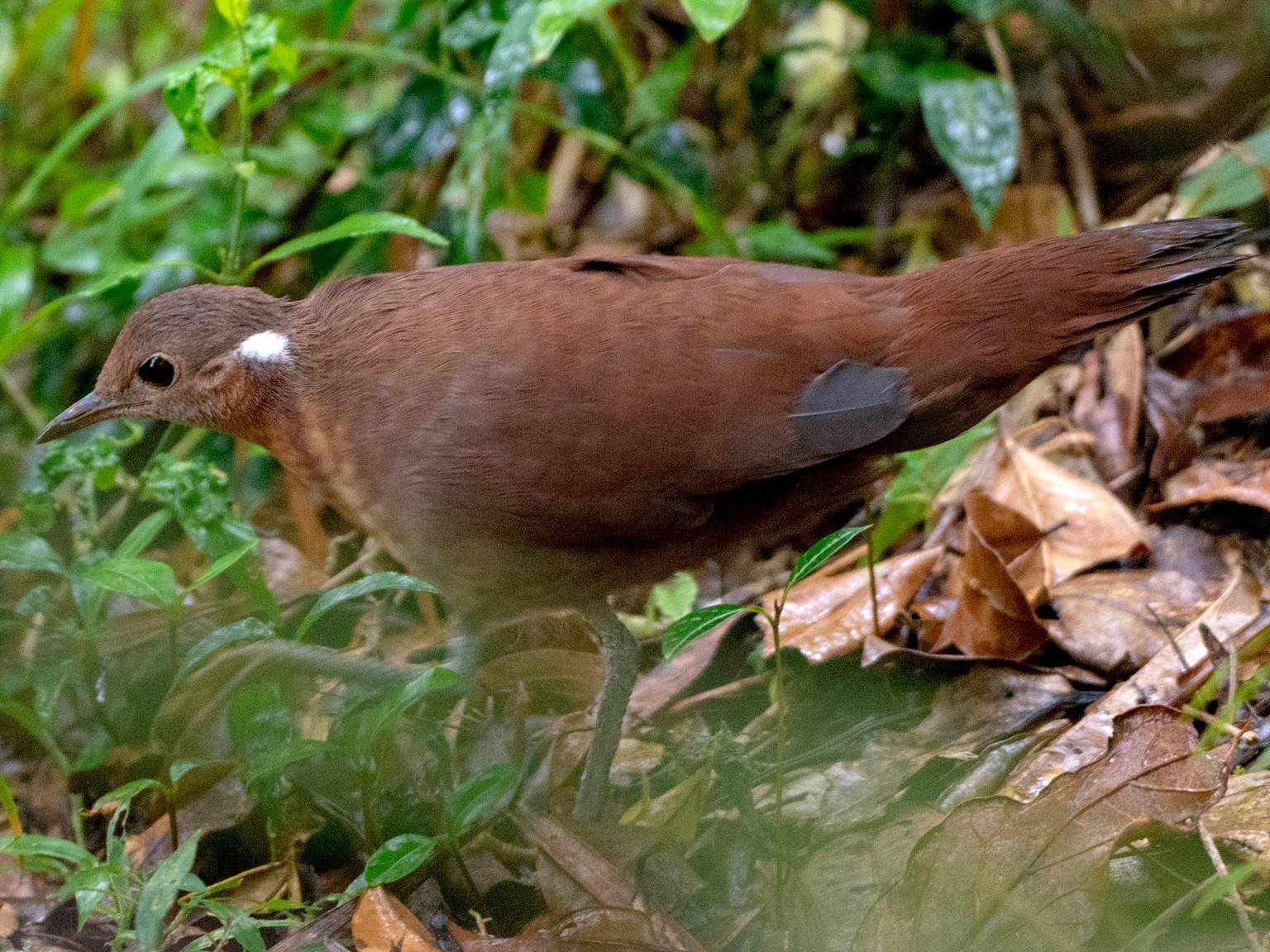 Mésite unicolore - eBird