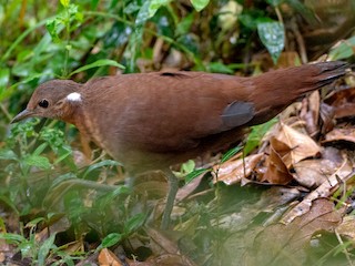 Brown Mesite - eBird