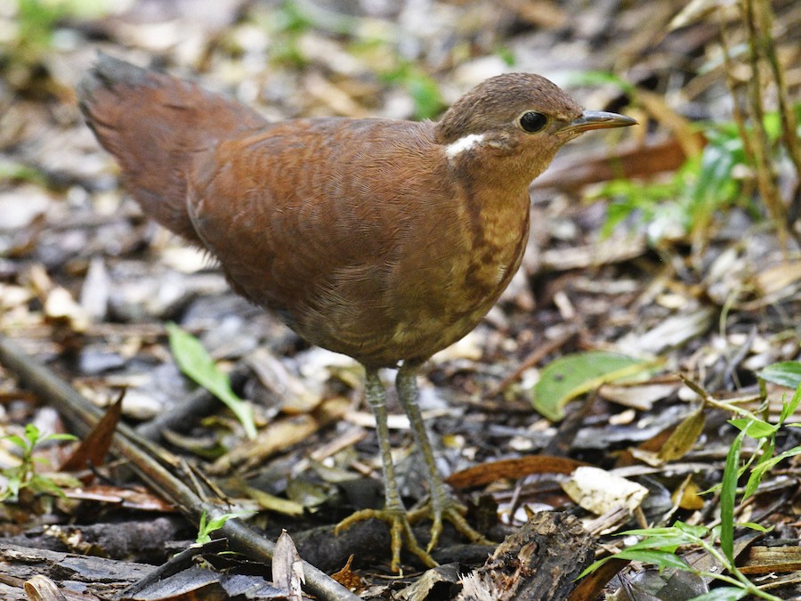 Brown Mesite - eBird