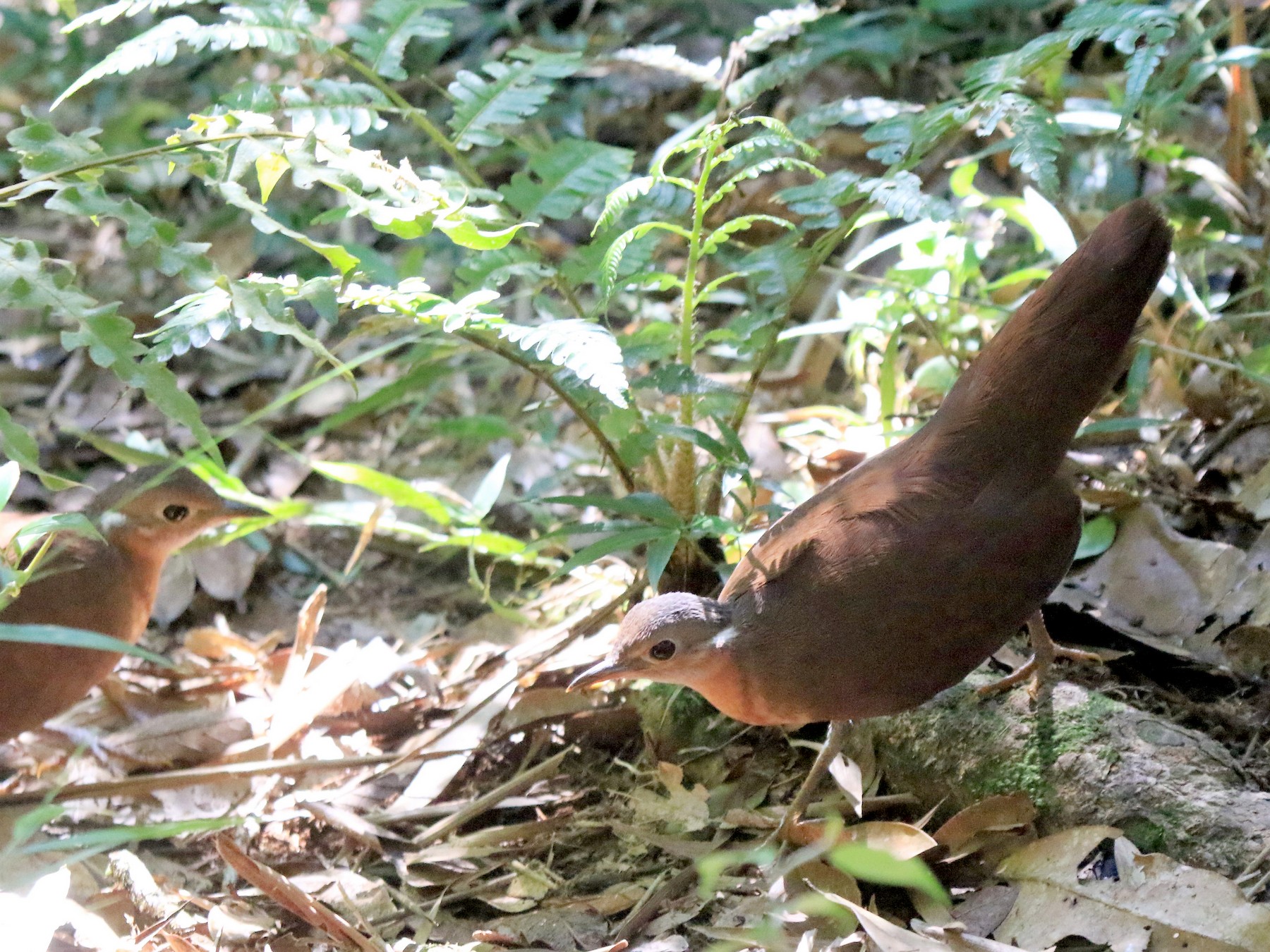 Brown Mesite - eBird