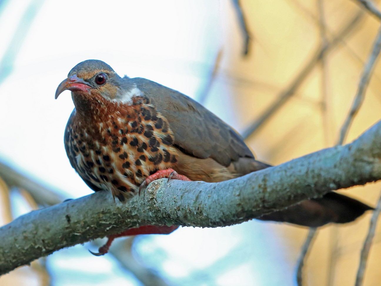 Subdesert Mesite - eBird