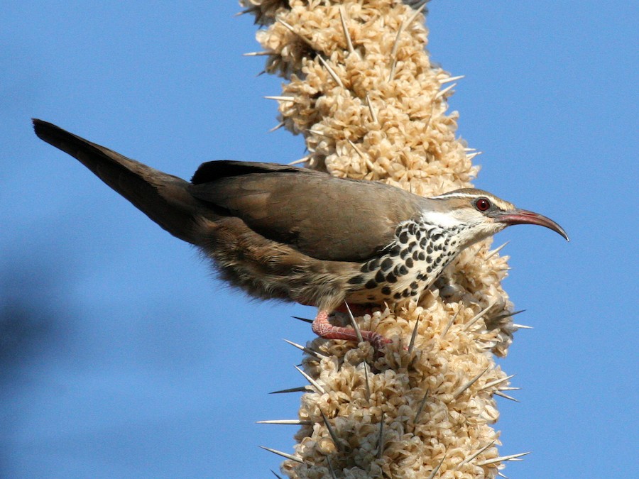 Subdesert Mesite - eBird