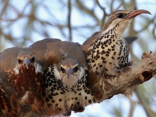 Subdesert Mesite - eBird