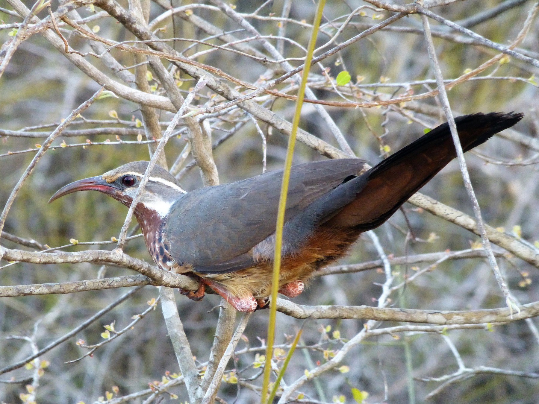 Subdesert Mesite - eBird
