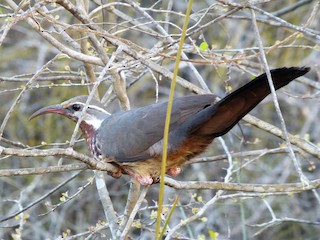 Subdesert Mesite - eBird