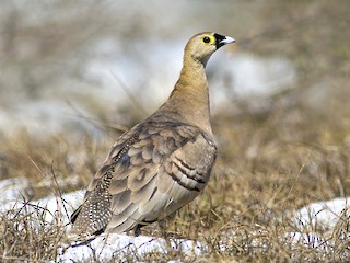 Madagascar Sandgrouse - eBird