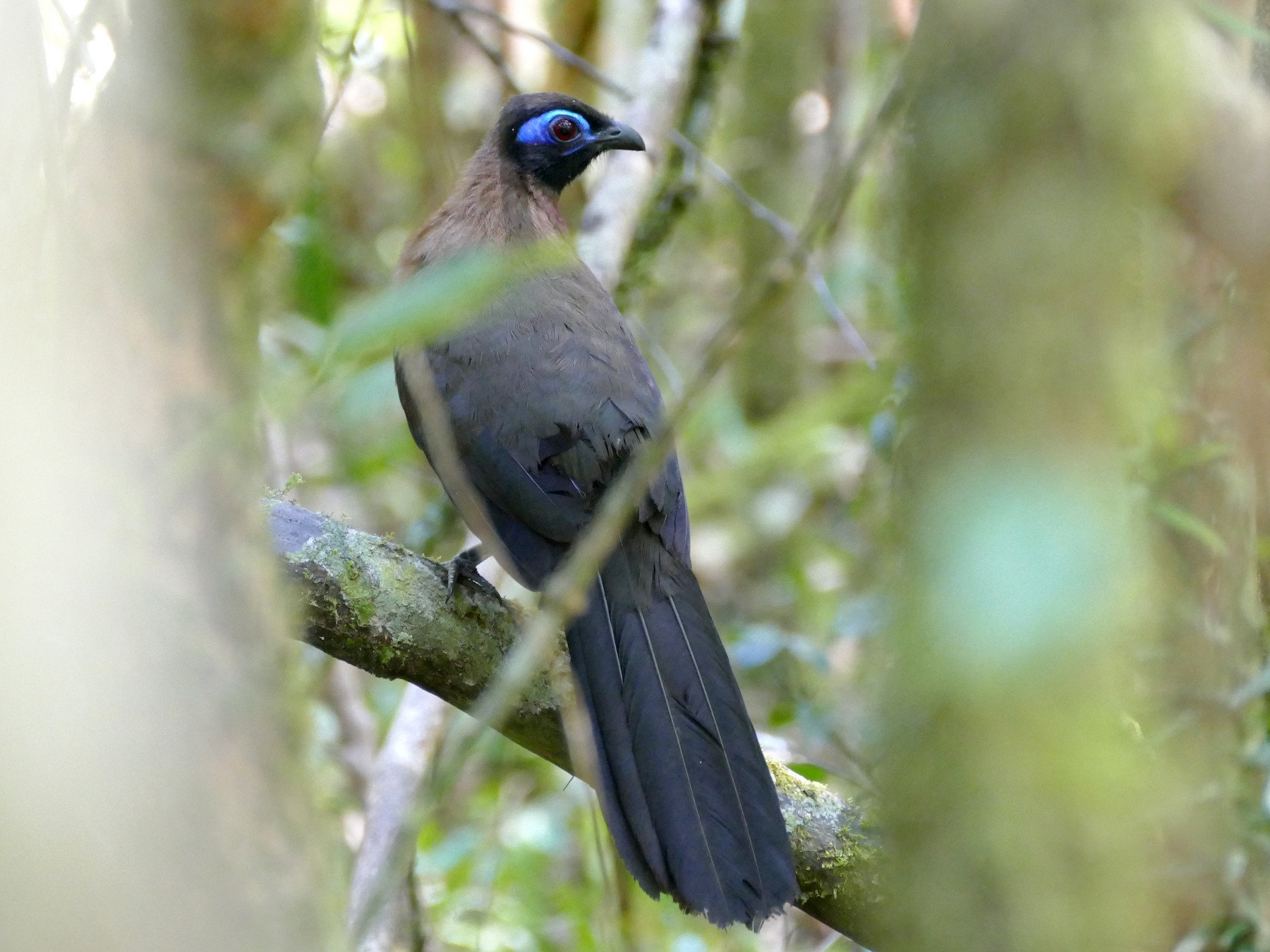 red-breasted coua - eBird